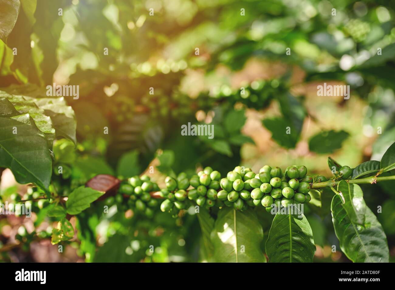 Close up view of green coffee beans on blurred sunny background Stock ...