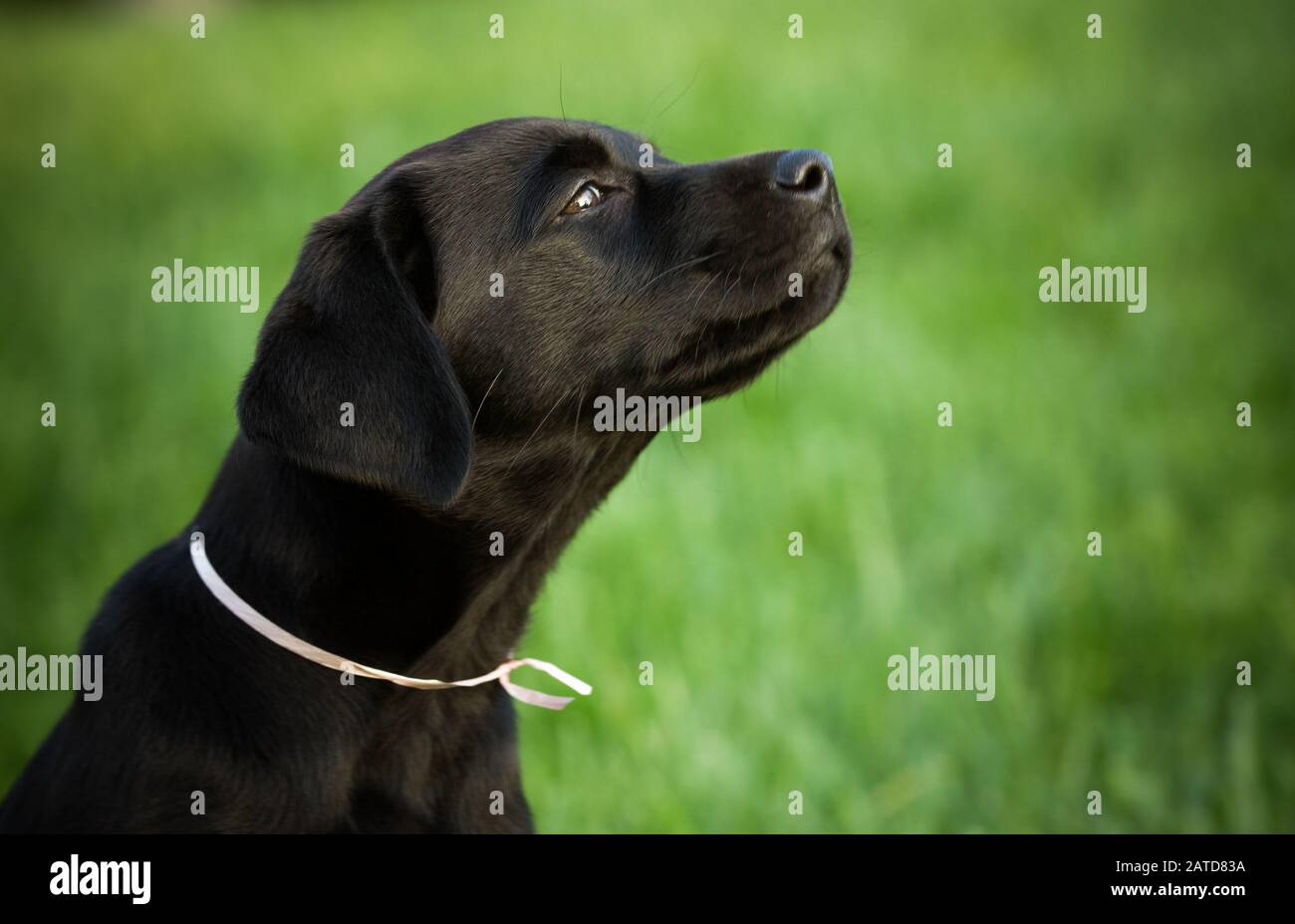 Black lab puppy head shot hi-res stock photography and images - Alamy