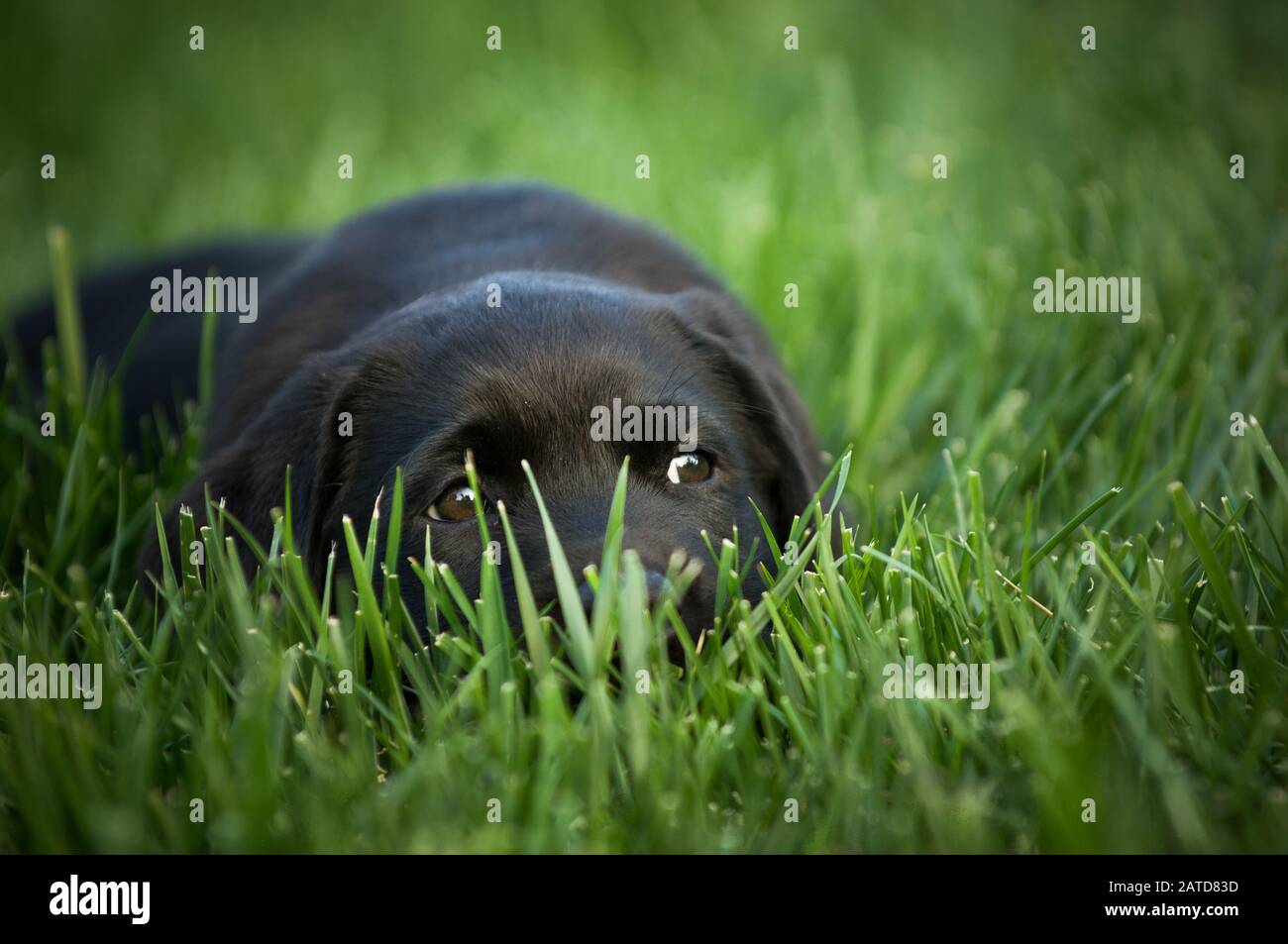Black lab puppy head shot hi-res stock photography and images - Alamy