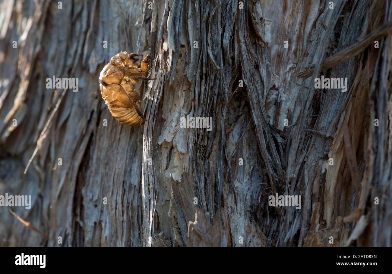 Golden drummer cicada hi-res stock photography and images - Alamy