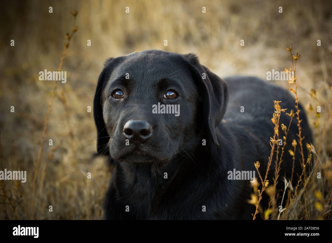 Black lab retriever head shot hi-res stock photography and images - Alamy