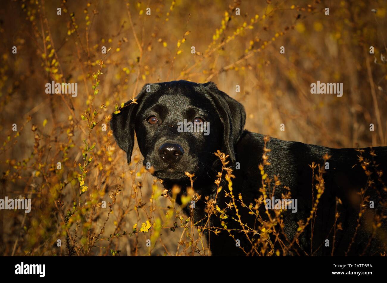 Black lab head shot hi-res stock photography and images - Alamy