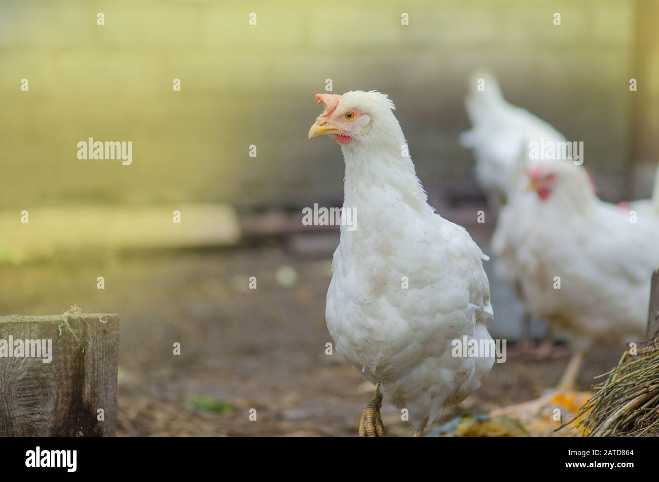 Chicken in bio farm. Free range chicken in the farm yard. Chicken in a ...
