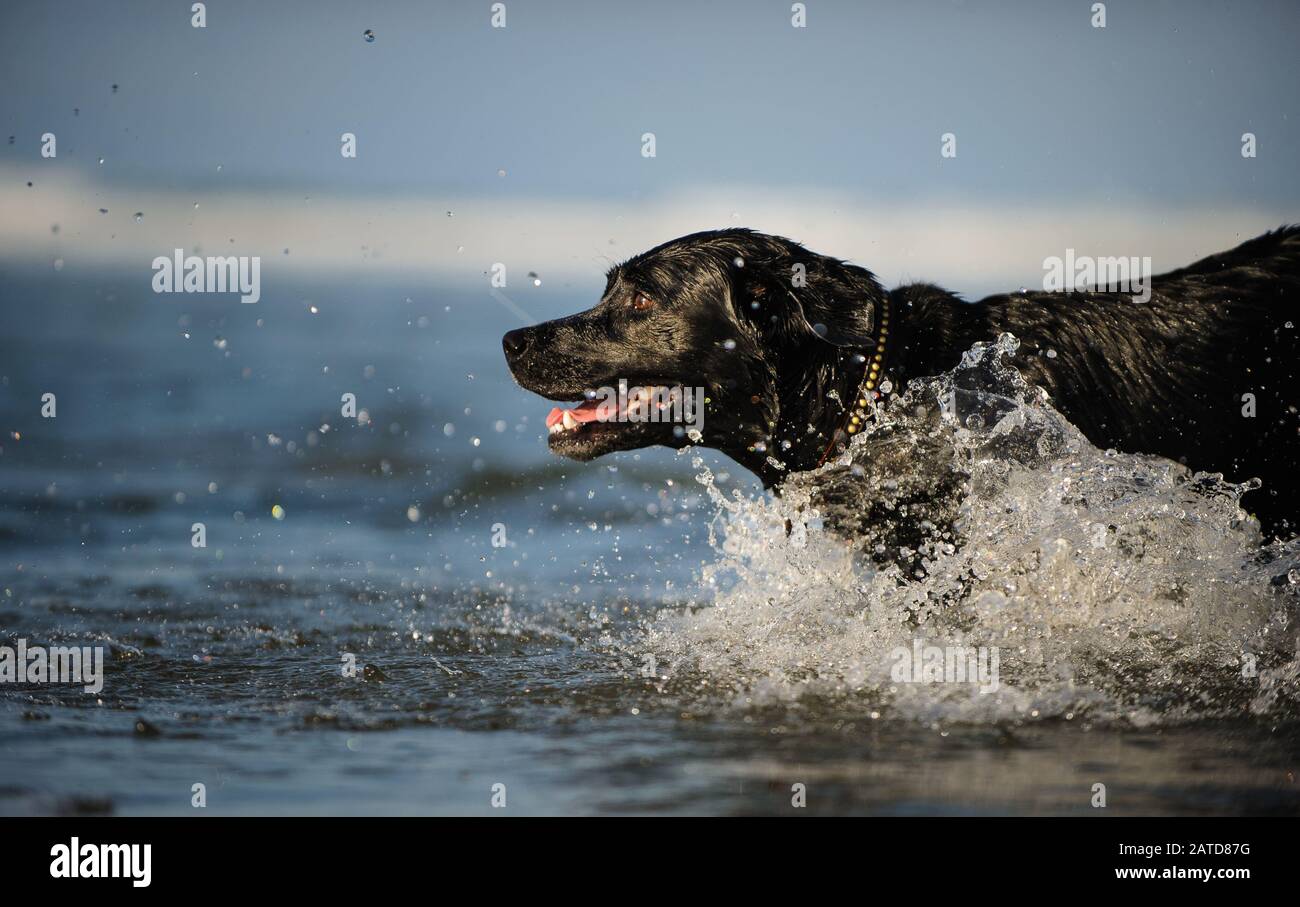 Black lab retriever dog hi-res stock photography and images - Alamy