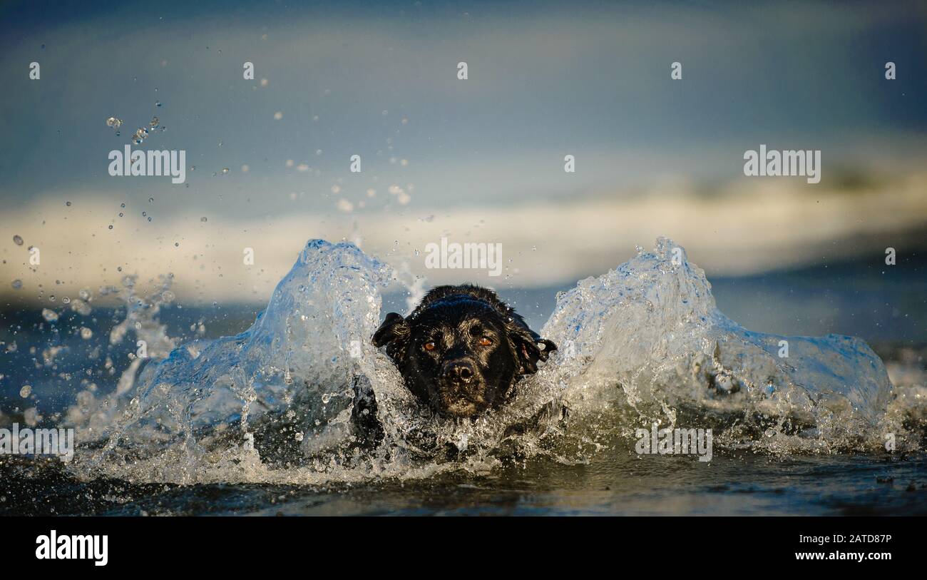 Mar labrador hi-res stock photography and images - Alamy
