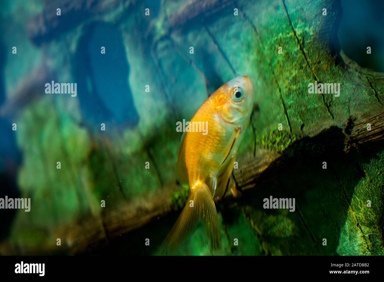 Colorful fish swimming in an aquarium Stock Photo - Alamy