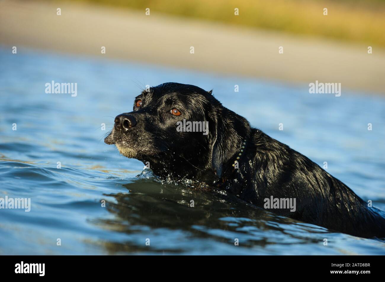 Black Labrador Retriever dog outdoor portrait Stock Photo - Alamy