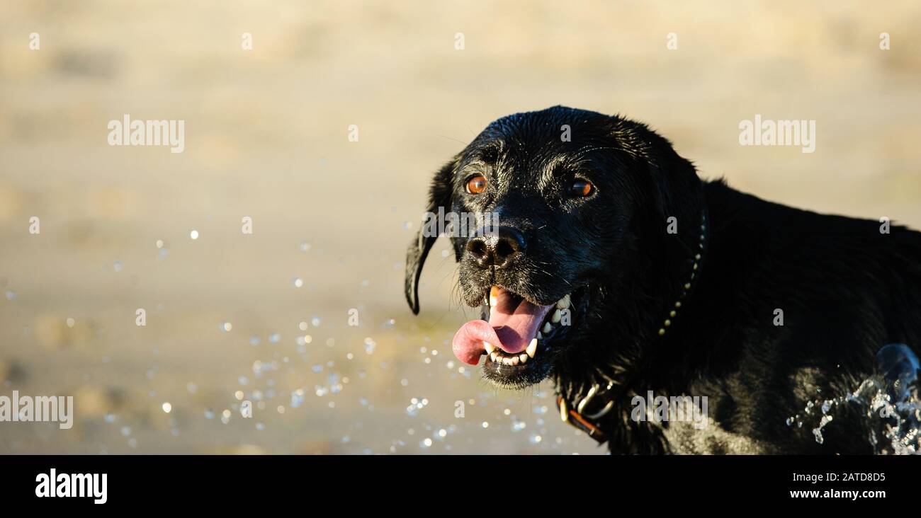Black Labrador Retriever dog outdoor portrait Stock Photo - Alamy