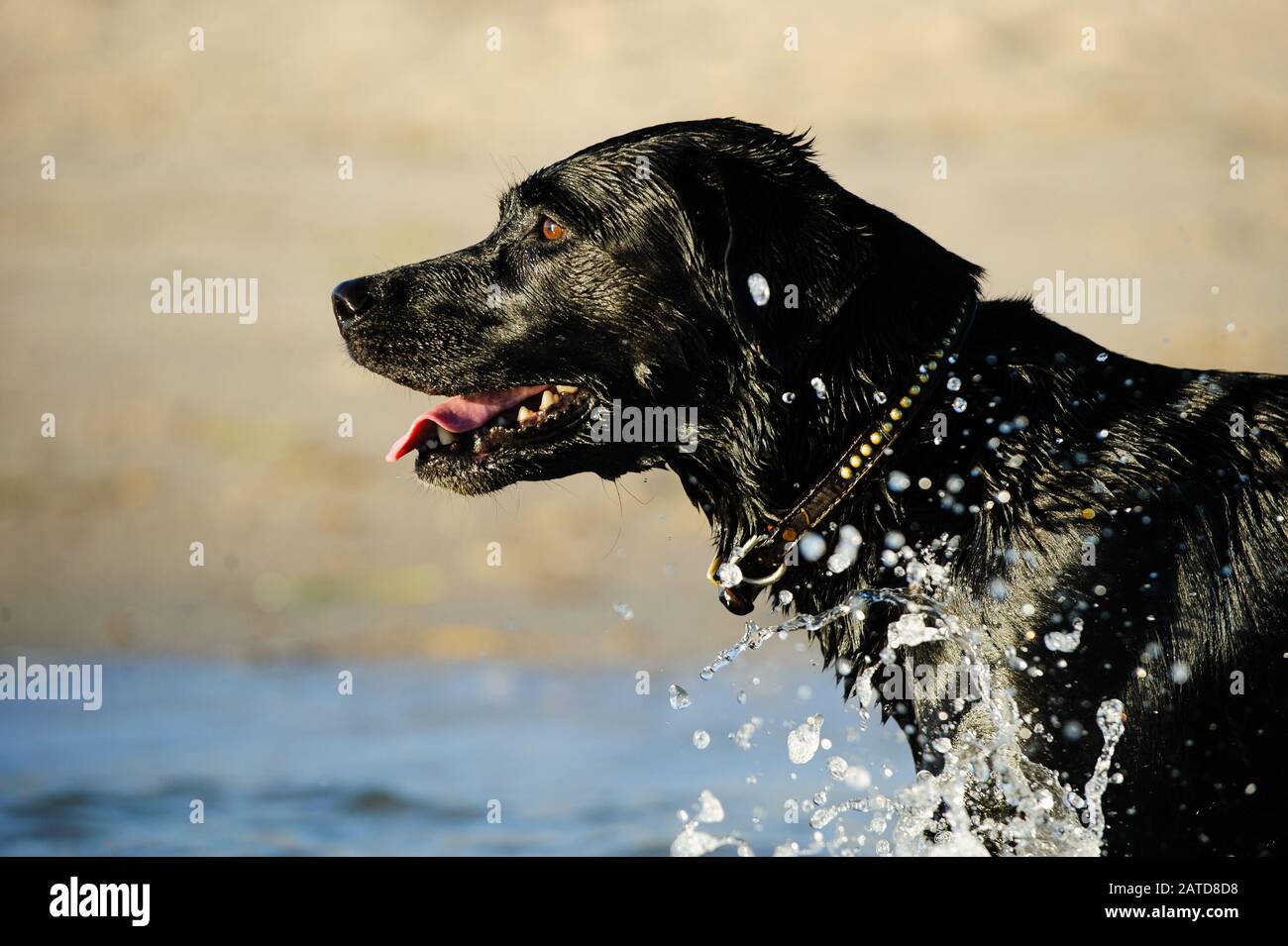 Black Labrador Retriever dog outdoor portrait Stock Photo - Alamy
