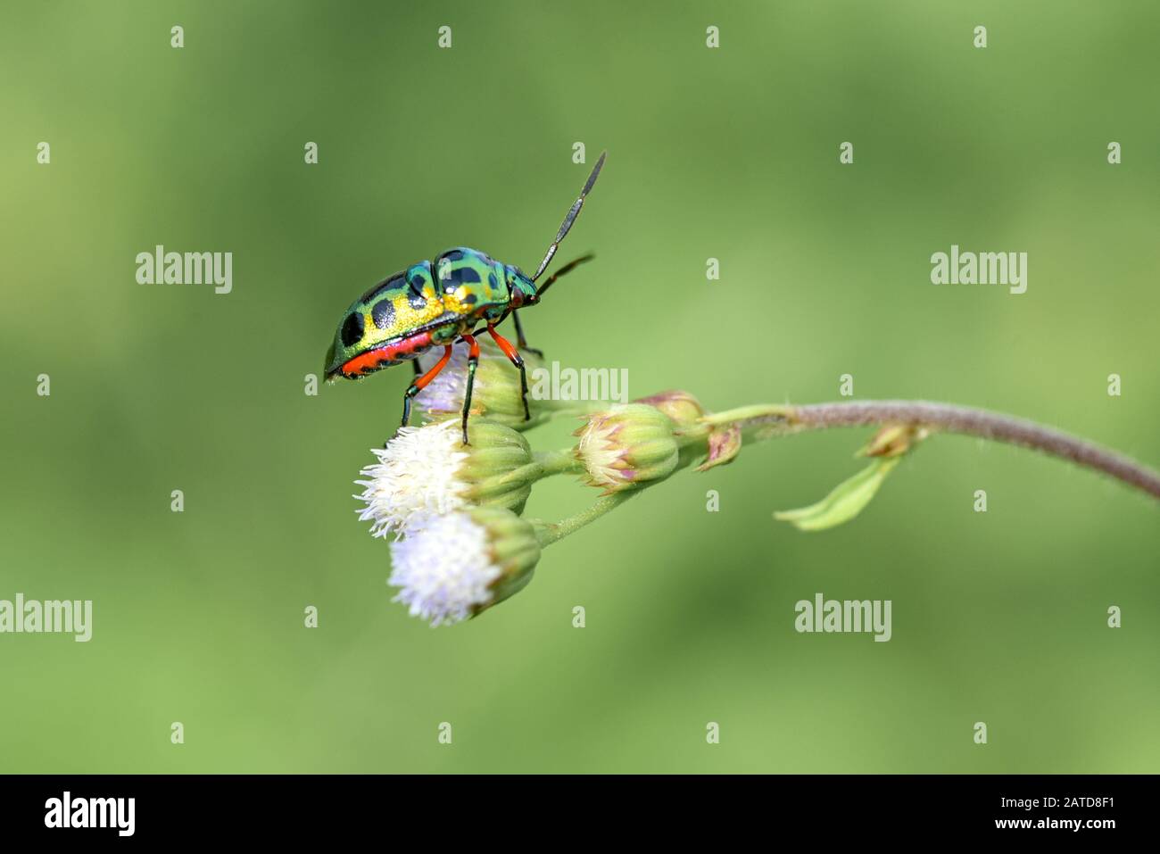 One bug and one flower hi-res stock photography and images - Alamy