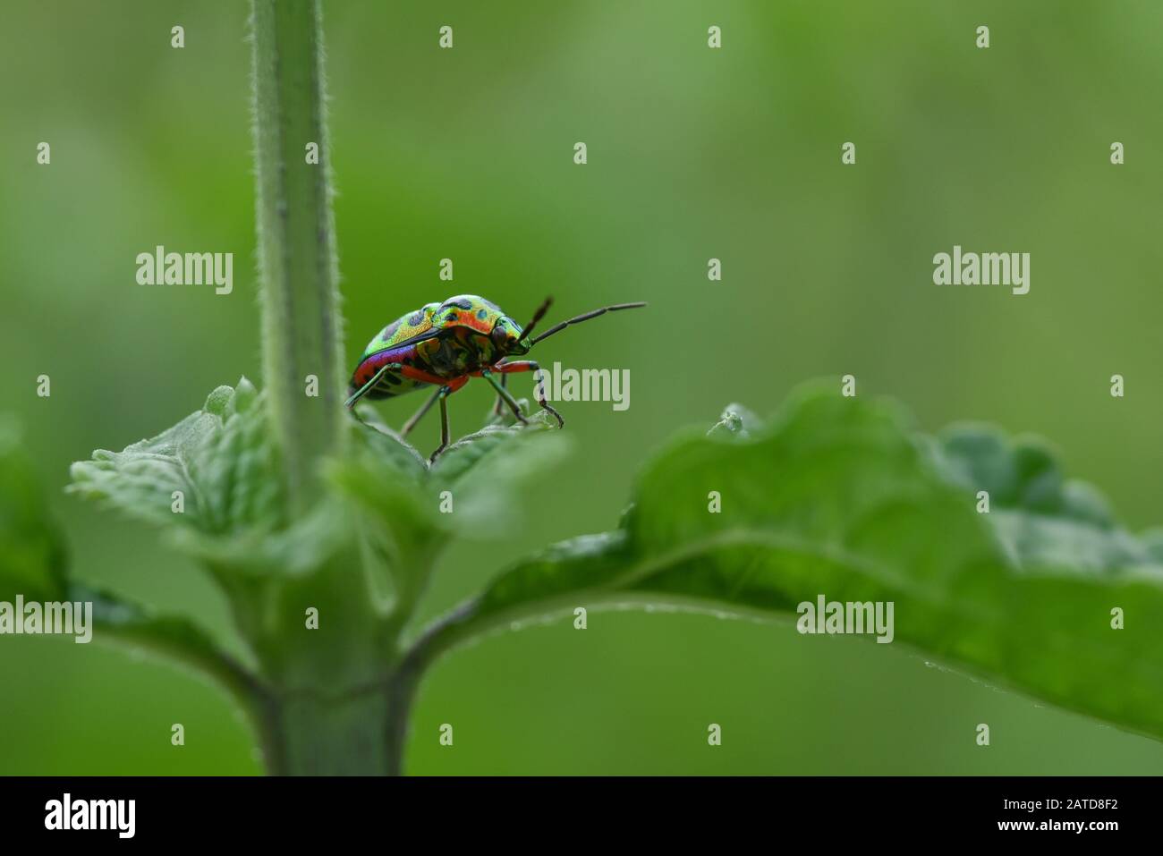 Close-up of a bug on a plant, Indonesia Stock Photo - Alamy