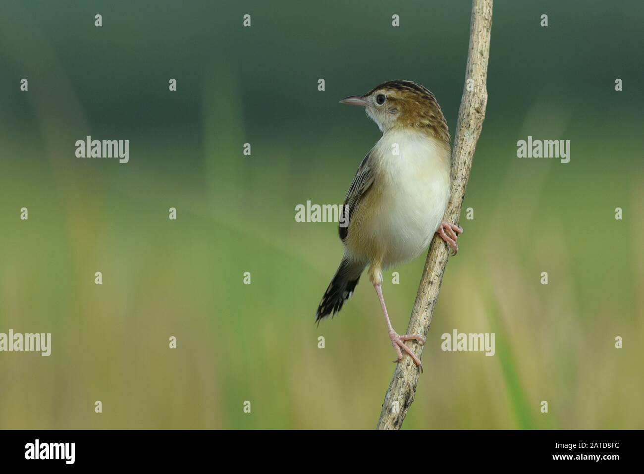 Animals in paddy field hi-res stock photography and images - Alamy
