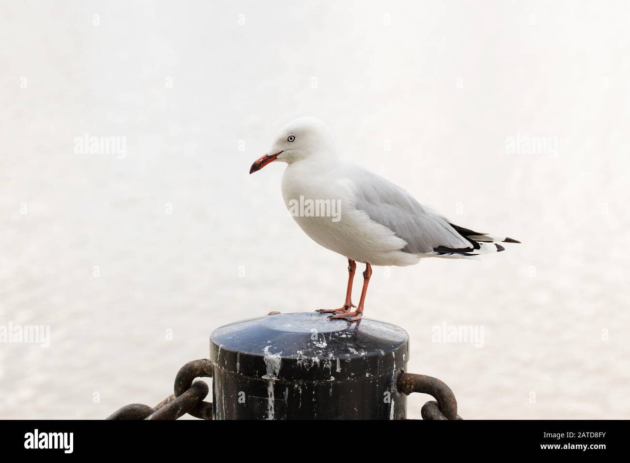 Australian silver gull on a beach hi-res stock photography and images ...