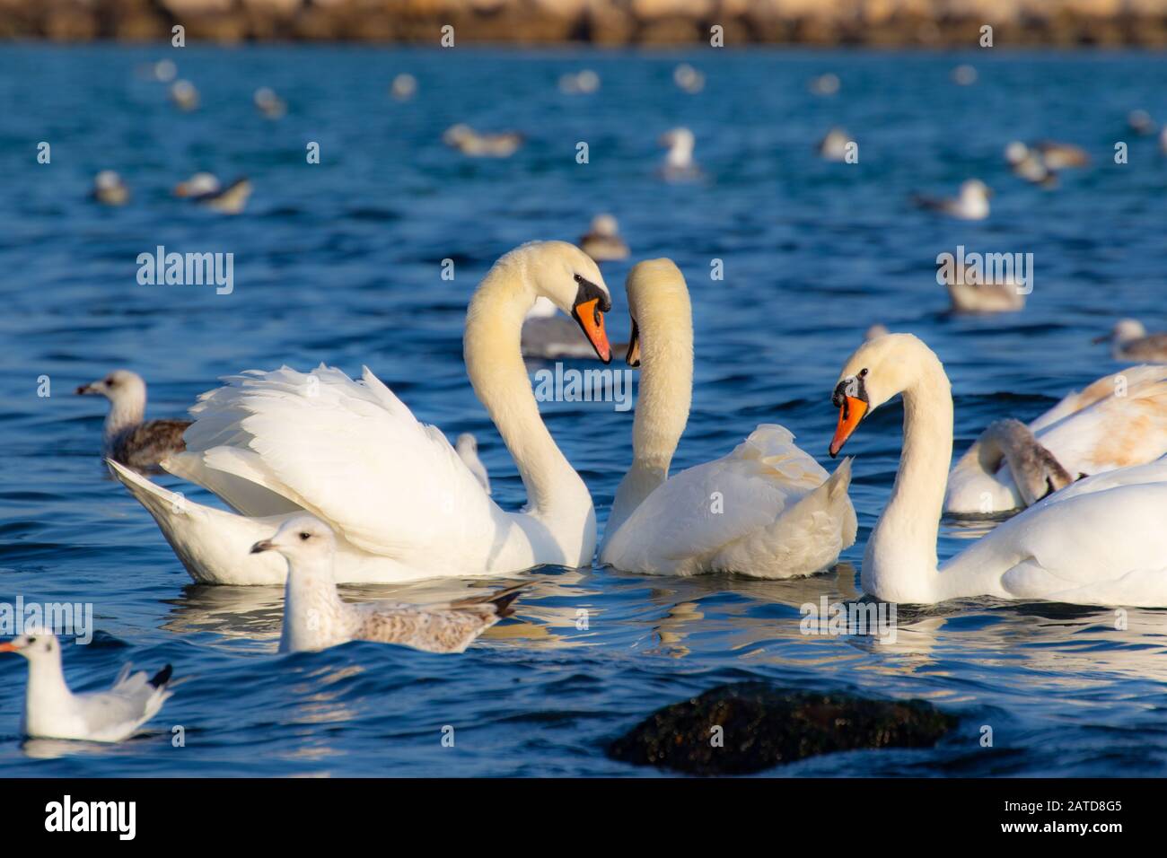 Mute swans courtship dance hi-res stock photography and images - Alamy