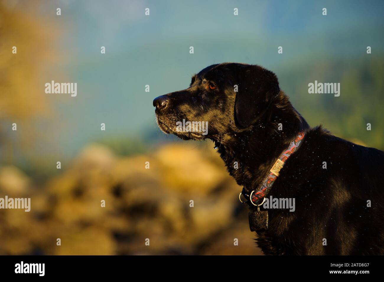 Black Labrador Retriever dog outdoor portrait Stock Photo - Alamy