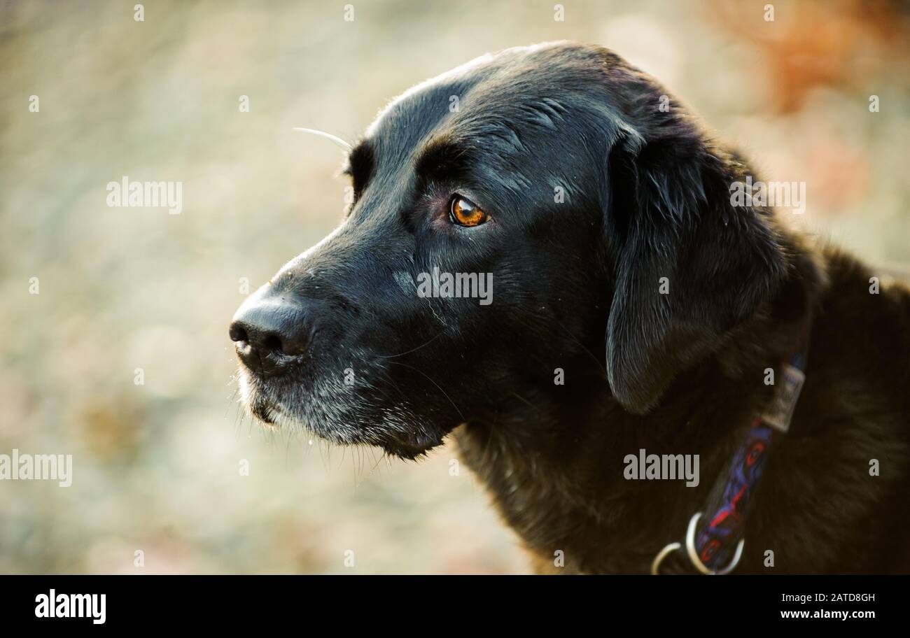 Black Labrador Retriever dog outdoor portrait Stock Photo - Alamy