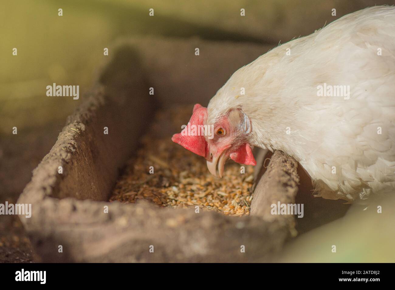 Hens feeding with corns in the hen house. White hen in chicken coop ...