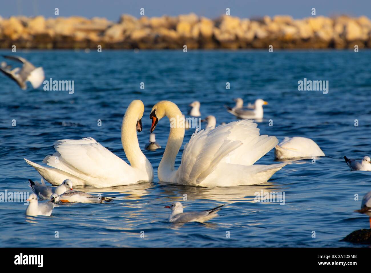 Mute swans courtship dance hi-res stock photography and images - Alamy