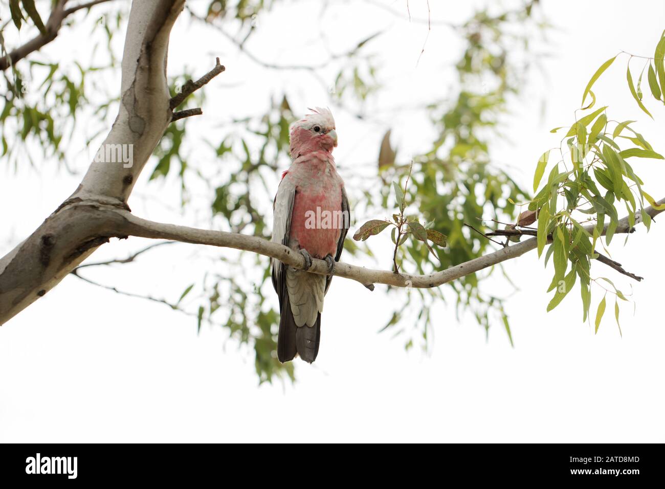 Young baby Australian Galah (Eolophus roseicapilla) in a eucalyptus gum ...