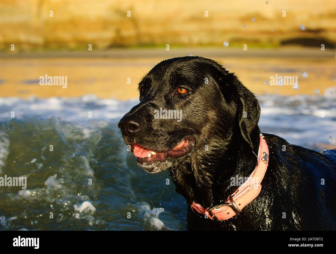 Black Labrador Retriever dog outdoor portrait Stock Photo - Alamy