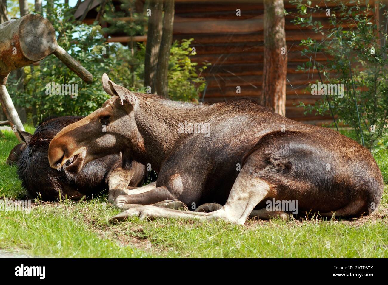 Moose family hi-res stock photography and images - Alamy