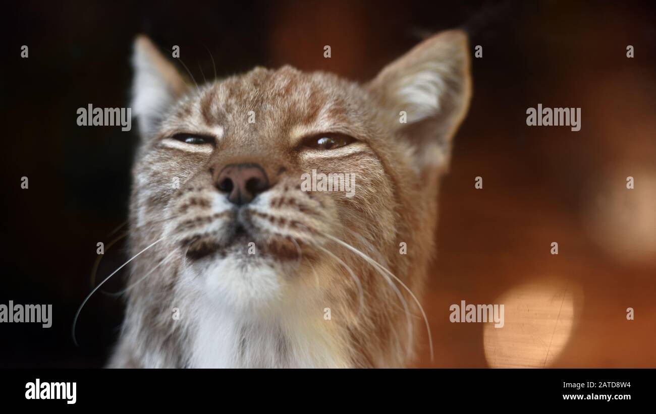 Lynx headshot hi-res stock photography and images - Alamy