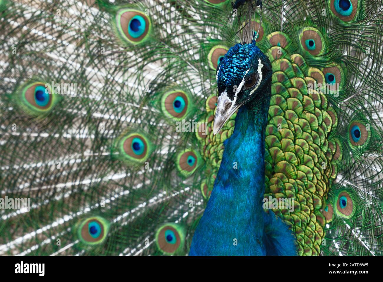 Portrait of peacock against its train Stock Photo - Alamy