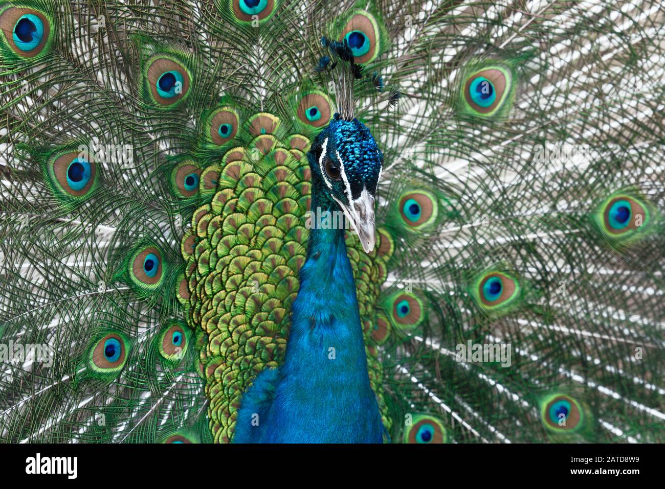 Portrait of peacock against its train Stock Photo - Alamy