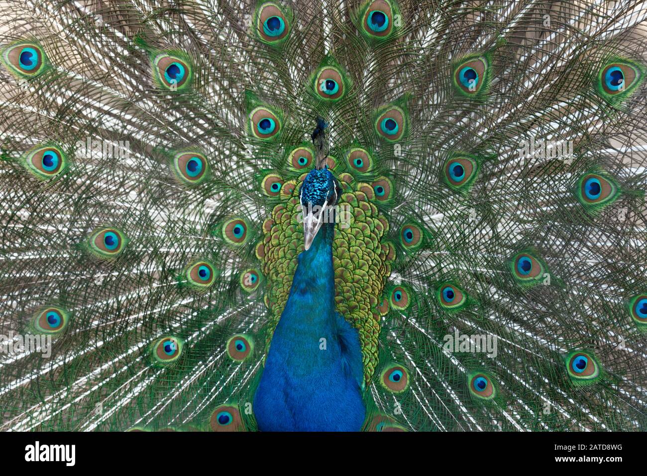 Train head blue color hi-res stock photography and images - Alamy