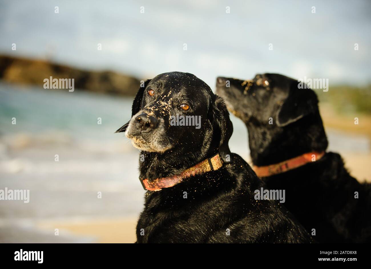 Black Labrador Retriever dog outdoor portrait Stock Photo - Alamy