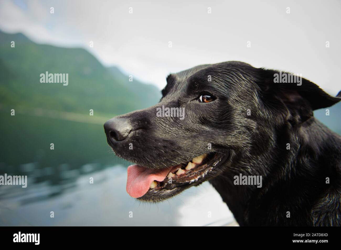 Black Labrador Retriever dog outdoor portrait Stock Photo - Alamy