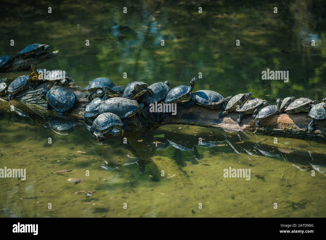 Close up branch river in hi-res stock photography and images - Alamy