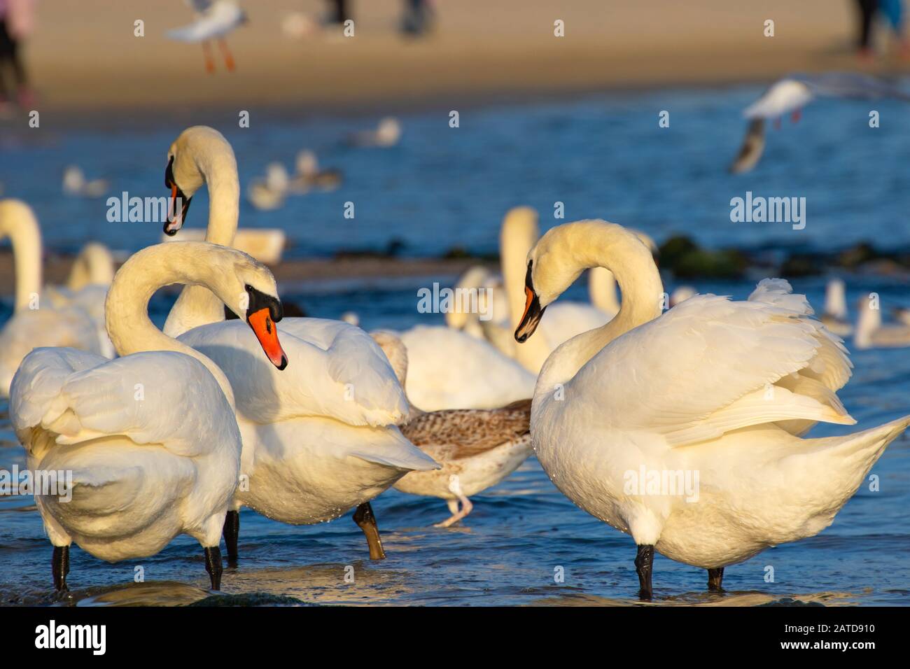 Two young male mute swans courting the same female looking at each ...