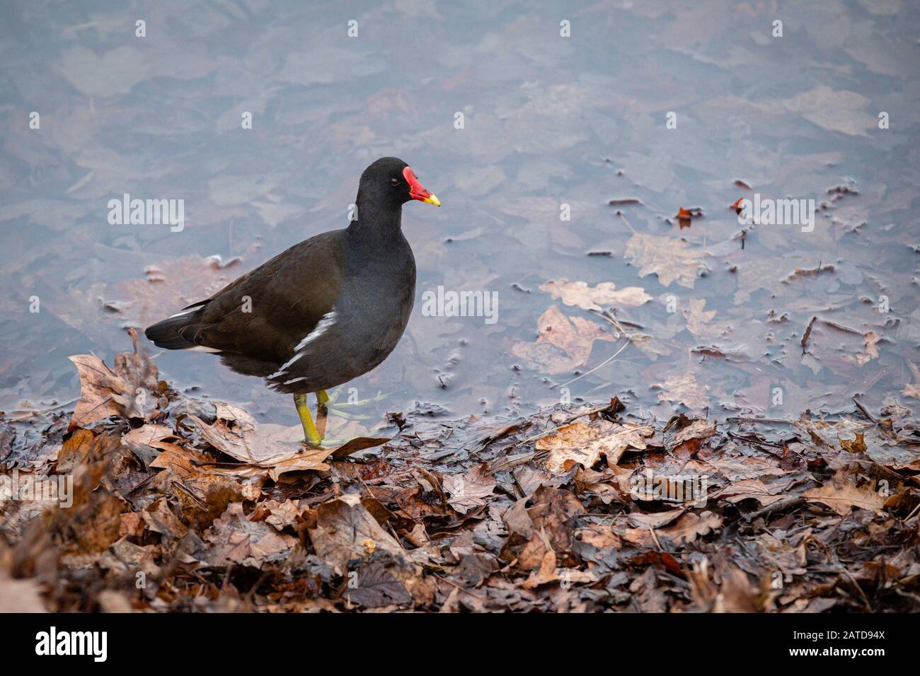 A Gallinule, water hen, on the edge of a lake, feet in the dead leaves ...