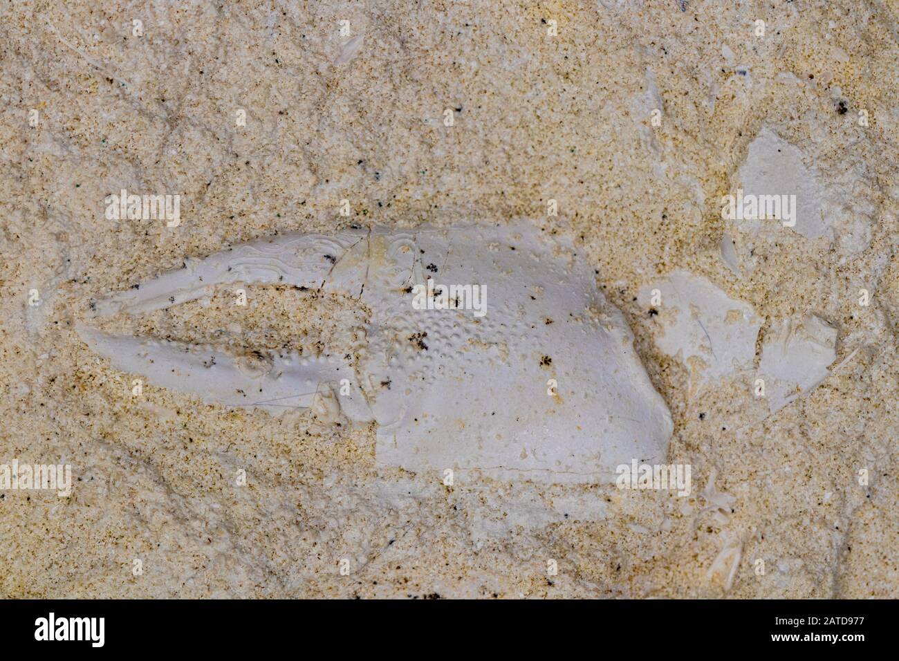 Calcified claw of extinct Cretaceous burrowing shrimp fossilized in ...