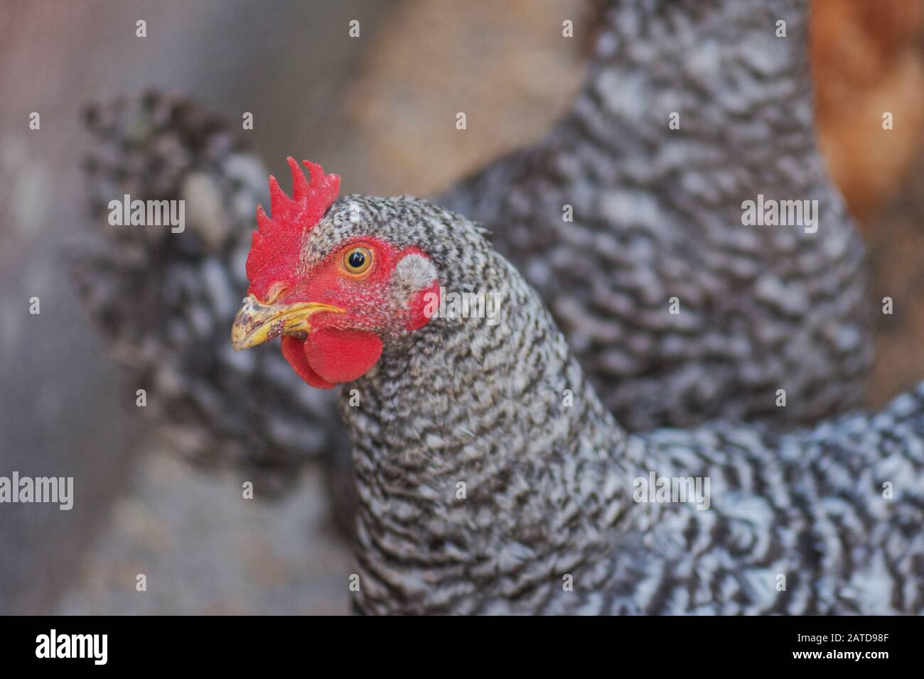 Pockmarked hen in the farm yard. Pockmarked chicken on the farm in ...