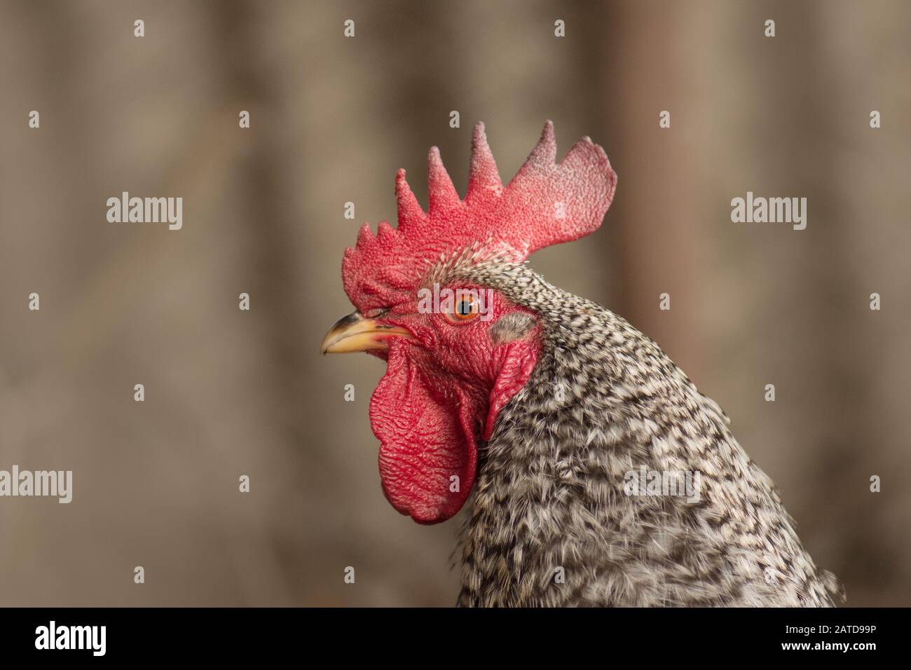 Pockmarked Amrock hen in the farm yard. Pockmarked chicken on the farm ...