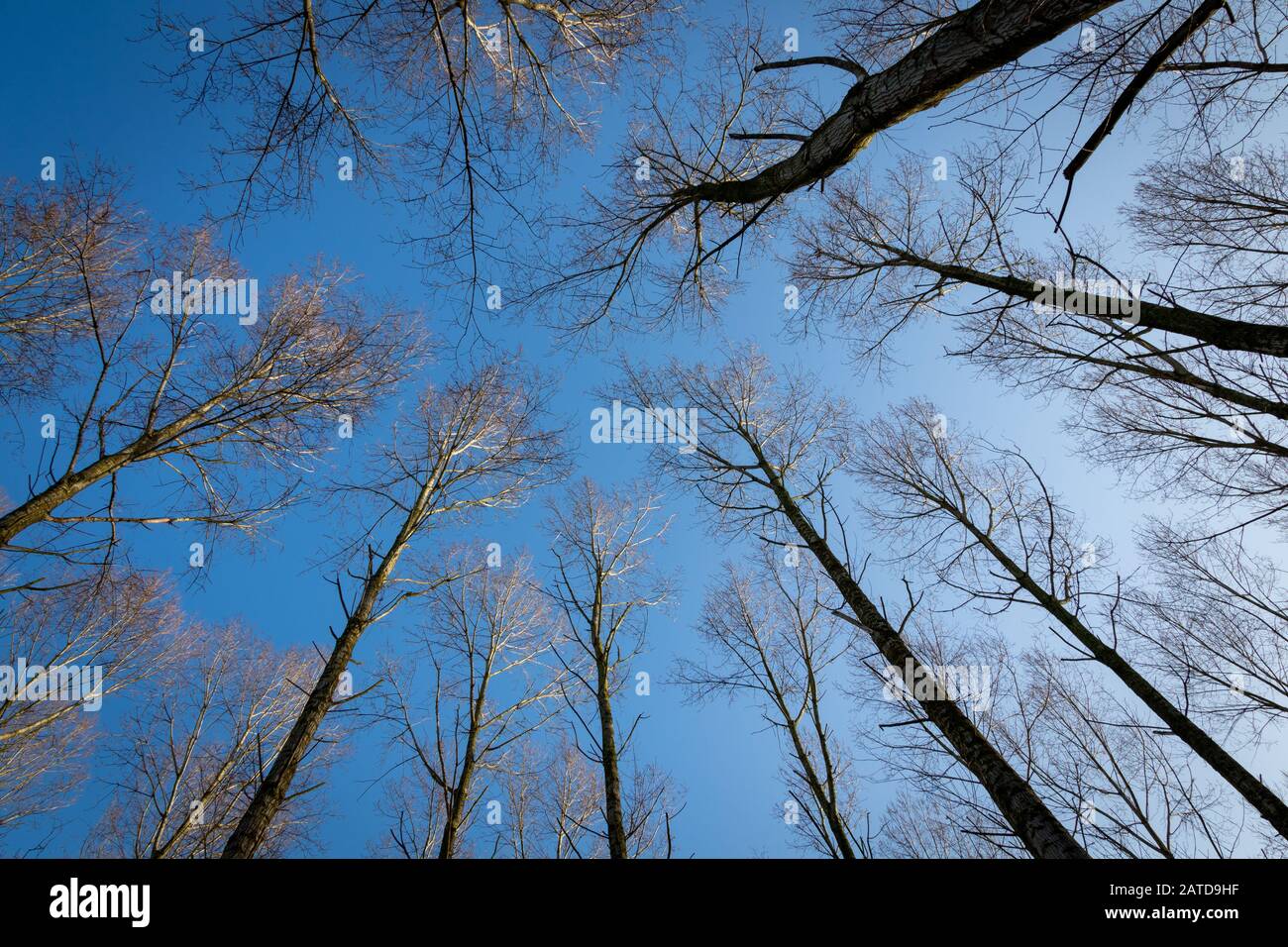 Branches of large trees seen from below with blue sky Stock Photo - Alamy