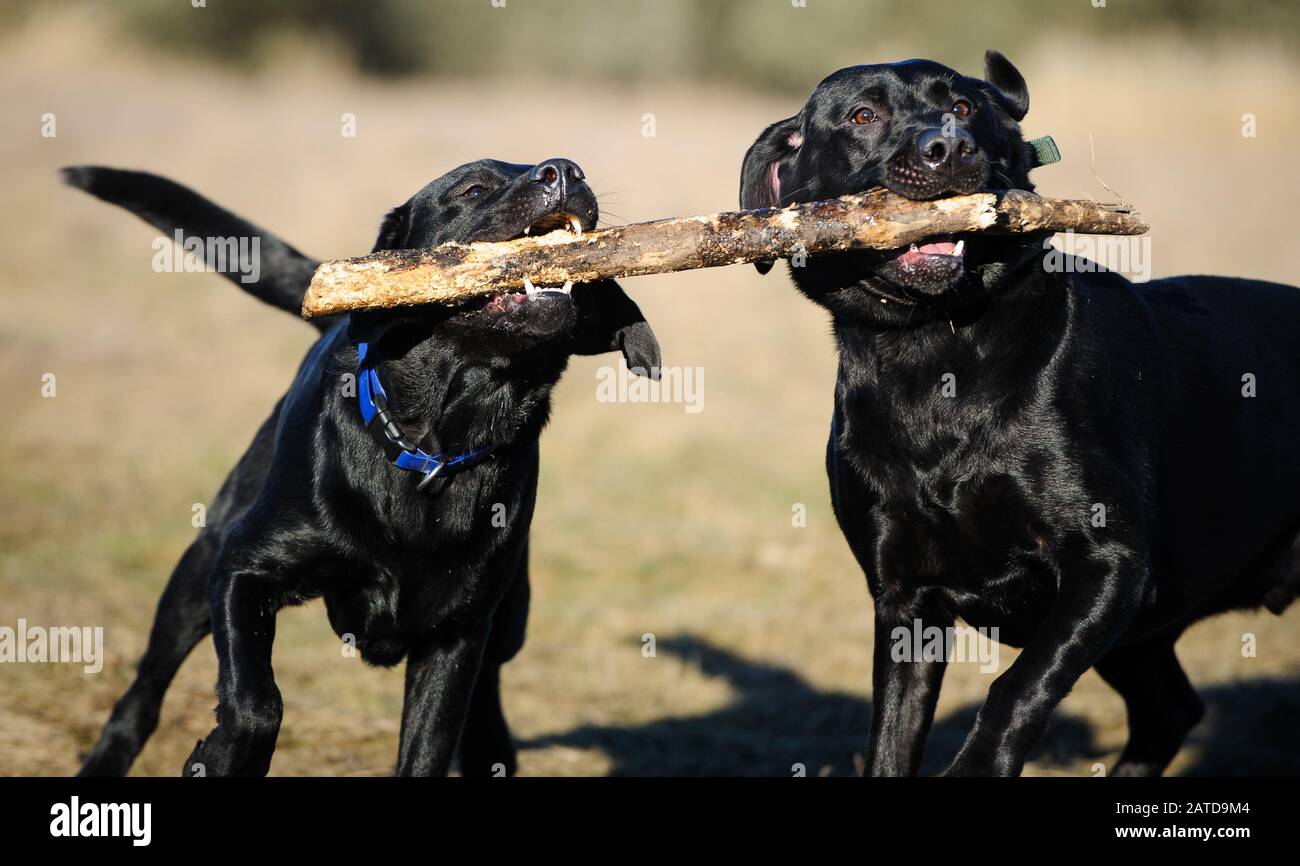 Black labrador retriever playing hi-res stock photography and images ...