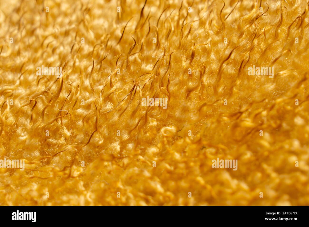A close up detail of dye on a Swaledale sheep which was try to stop ...