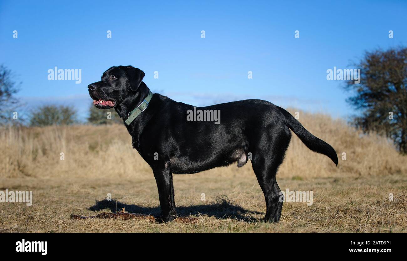 Black labrador retriever standing hi-res stock photography and images ...