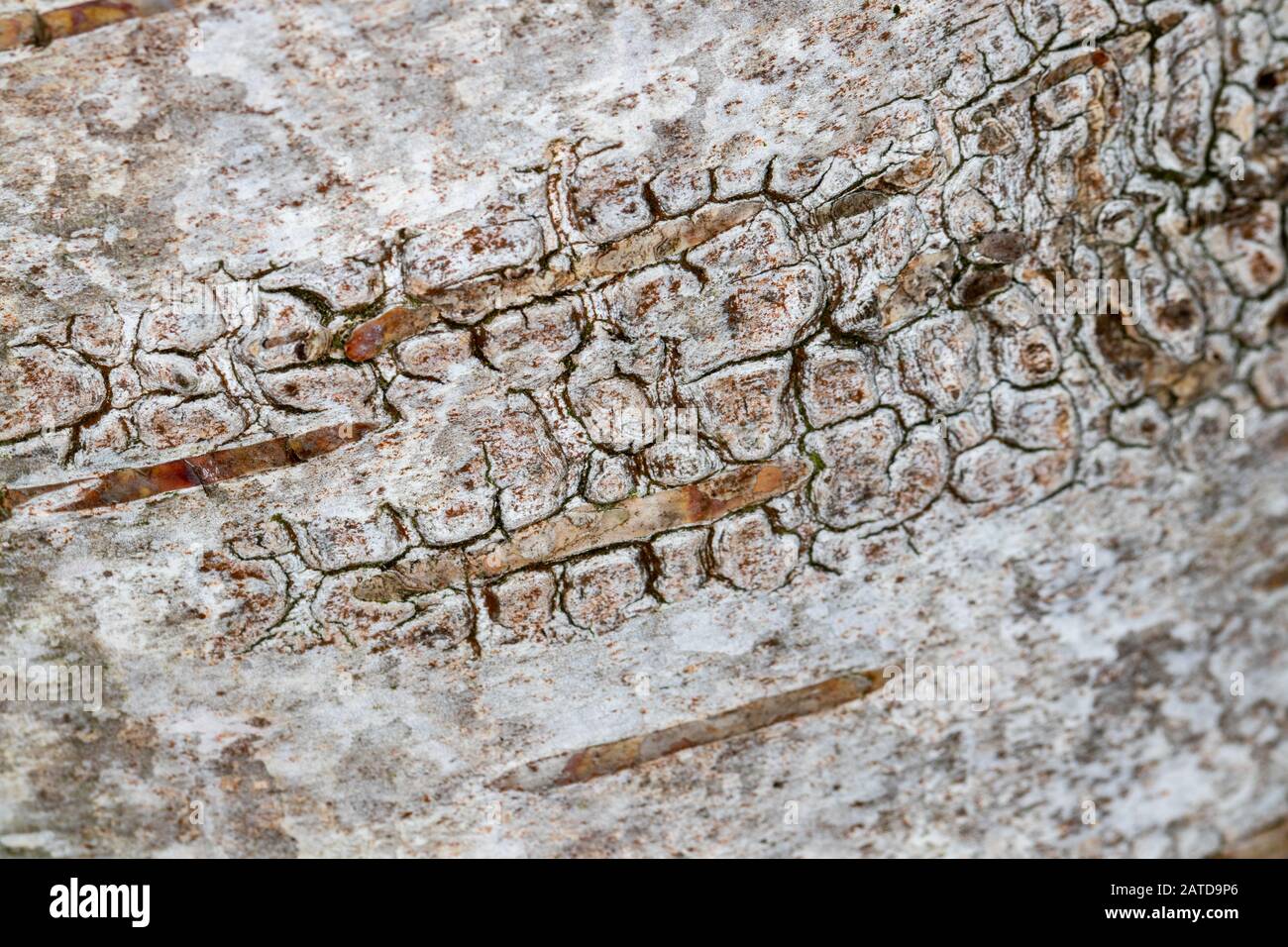 Birch tree bark texture macro Stock Photo - Alamy