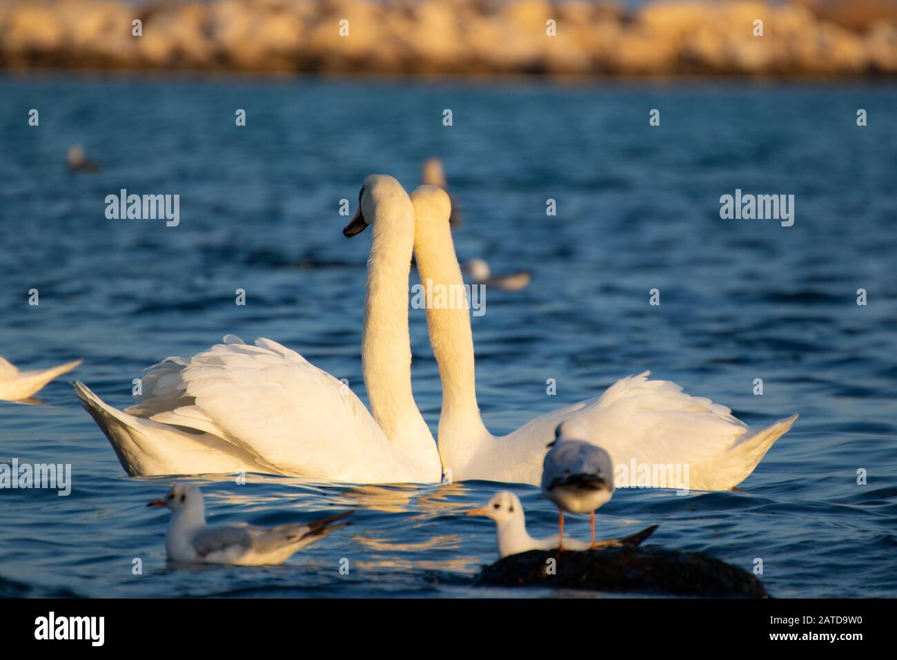 Mute swans courtship dance hi-res stock photography and images - Alamy
