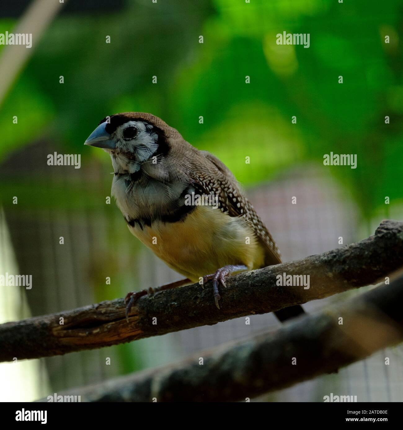 Paradise finch hi-res stock photography and images - Alamy