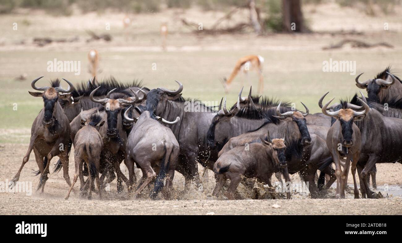 Blue wildebeest hi-res stock photography and images - Alamy