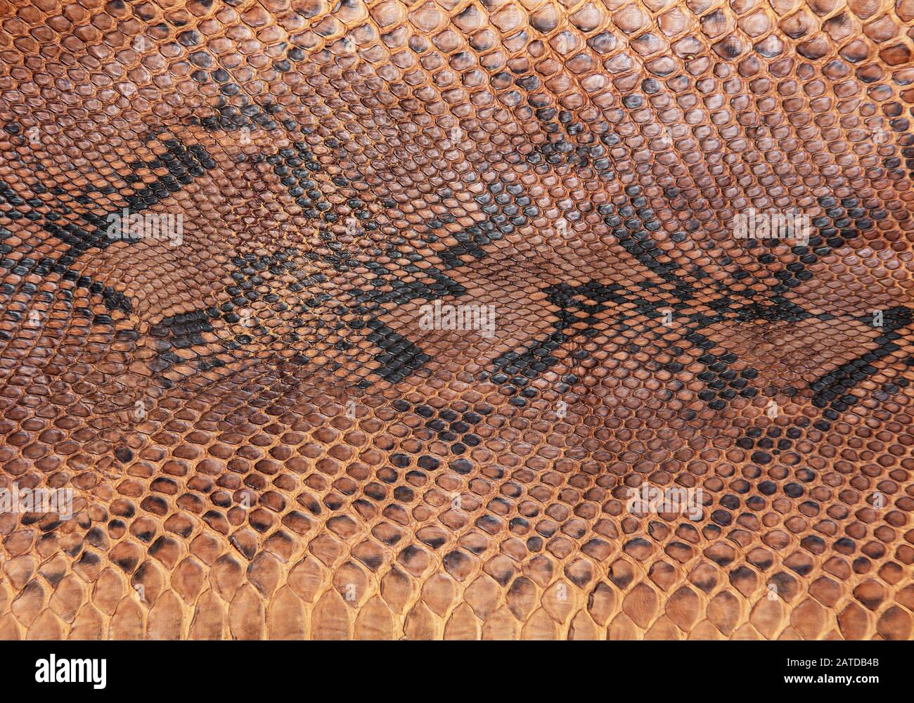 Snake skin pattern, natural background, top view Stock Photo - Alamy