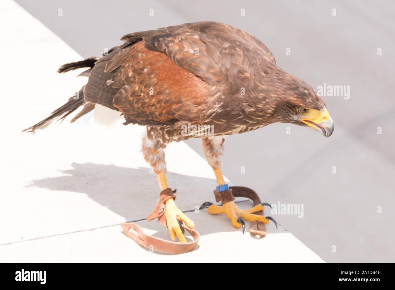 brown eagle is waiting with leather straps on its legs Stock Photo - Alamy