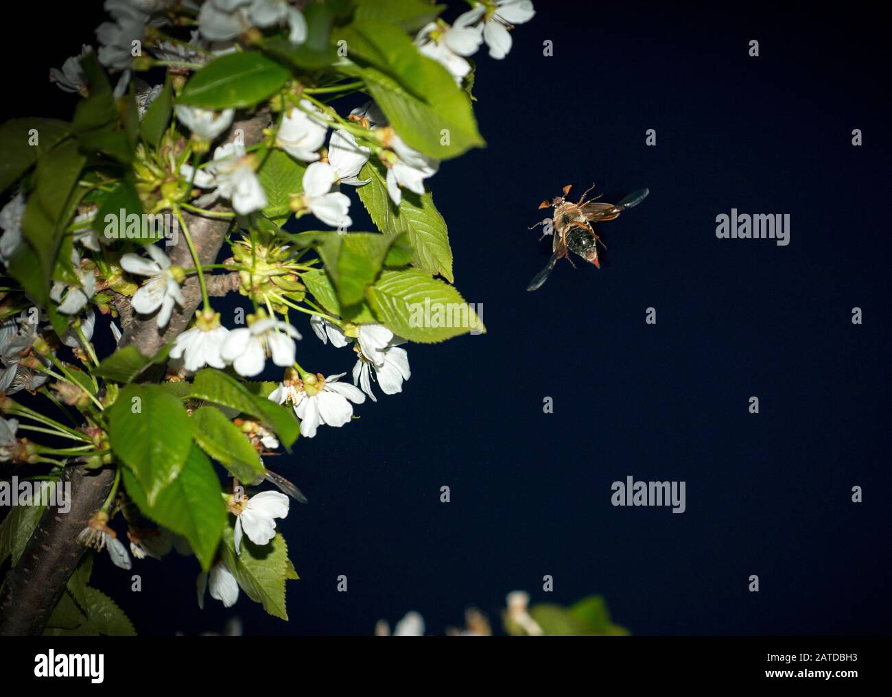 May bugs, flying at night near the blooming cherry Stock Photo - Alamy