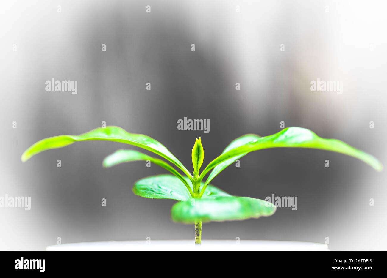 A sprout of Arabica variety coffee plant, at nursery Stock Photo - Alamy