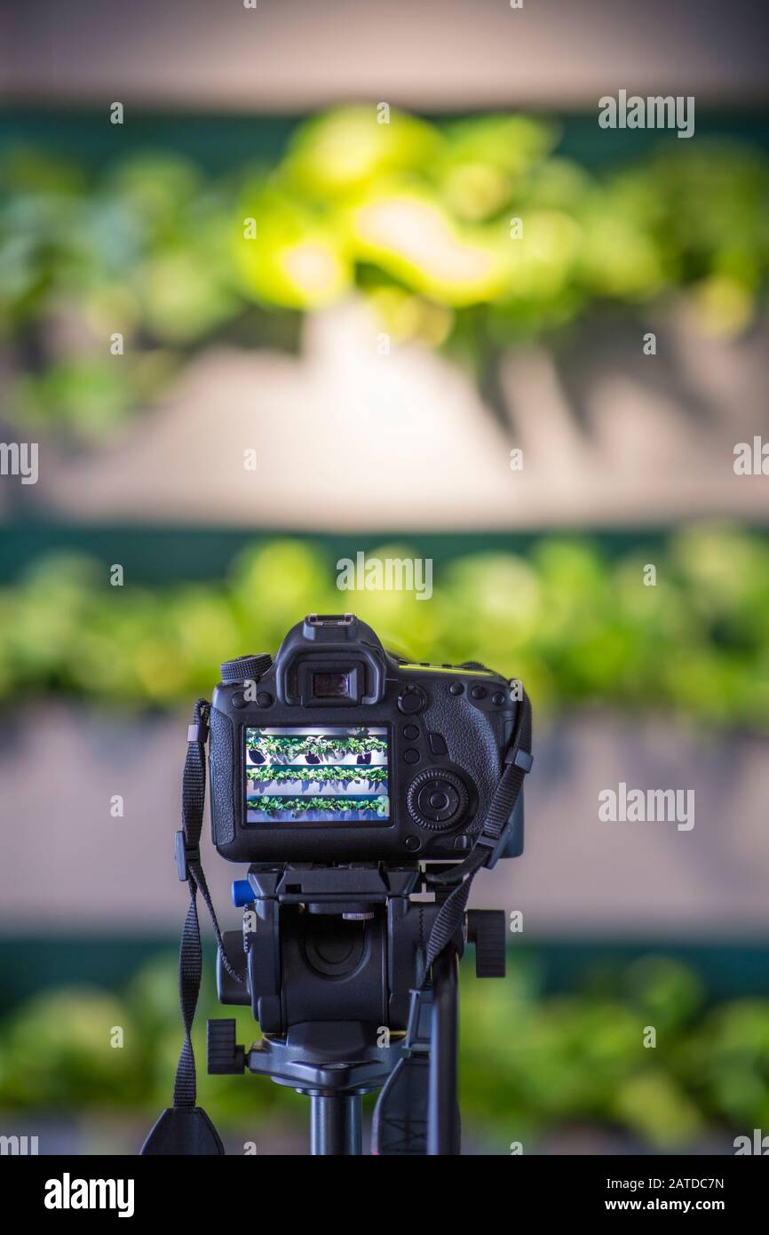 Creative composition of camera making photo of green wall Stock Photo ...
